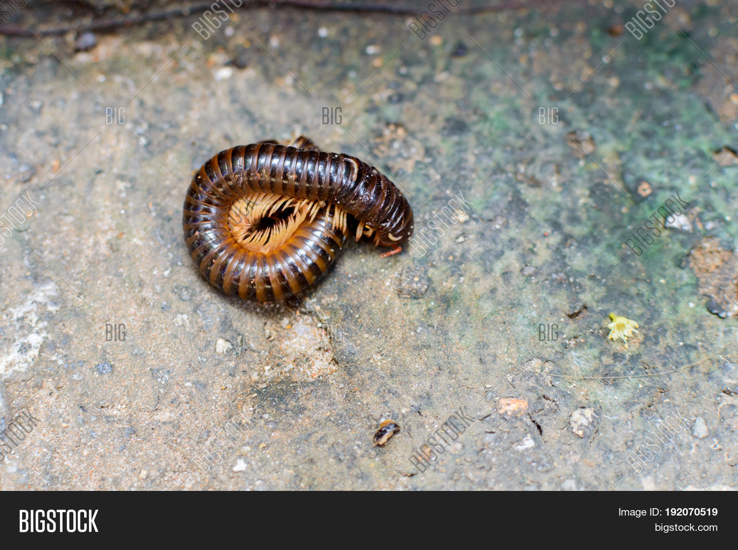 Black Brown Centipede Image & Photo (Free Trial) | Bigstock