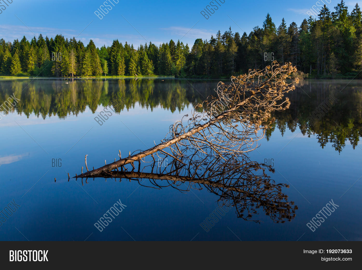Fallen Tree, Forest Image & Photo (Free Trial) | Bigstock