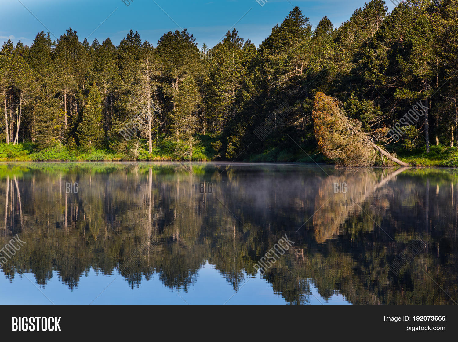 Green Forest Blue Sky Image & Photo (Free Trial) | Bigstock