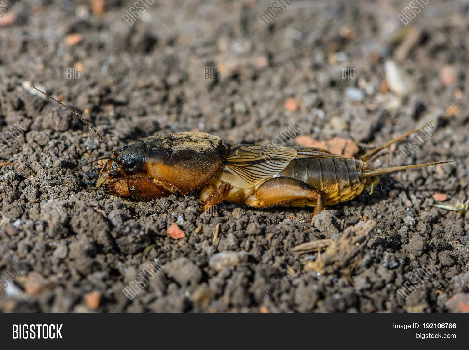 Portrait Large Insect Image & Photo (Free Trial) | Bigstock