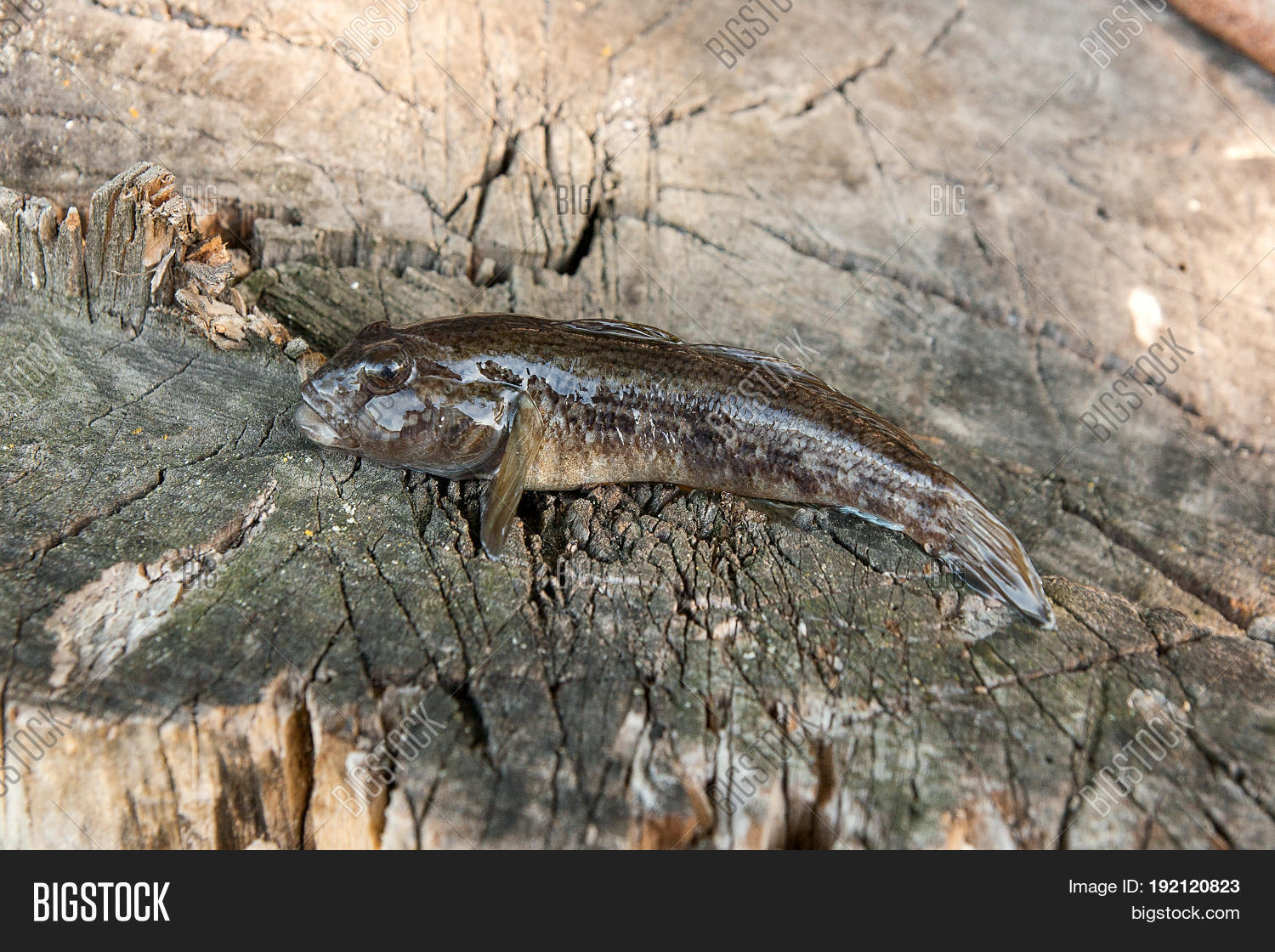 Freshwater Bullhead Image & Photo (Free Trial) | Bigstock