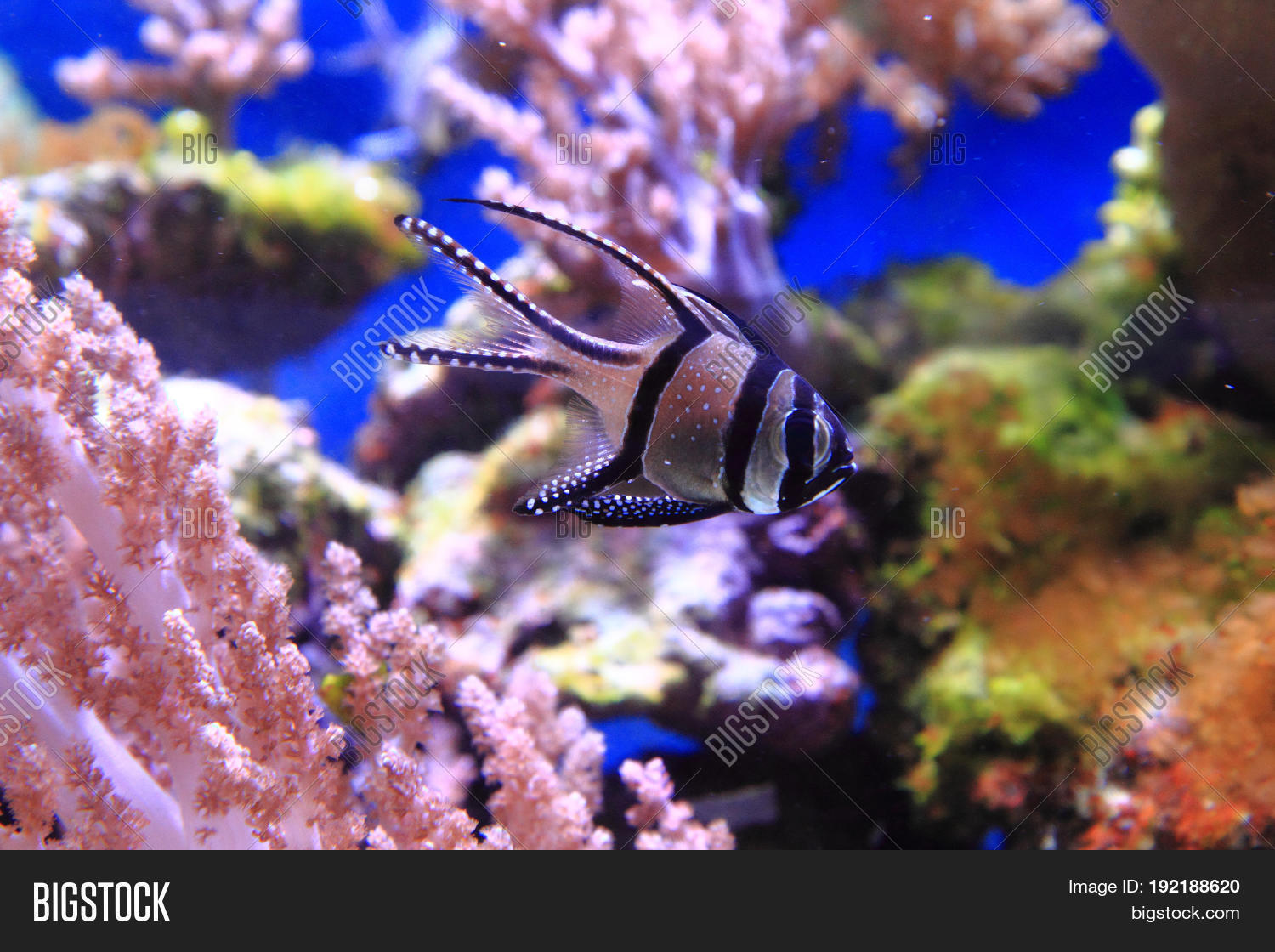 Exotic Sea Fish Image & Photo (Free Trial) | Bigstock
