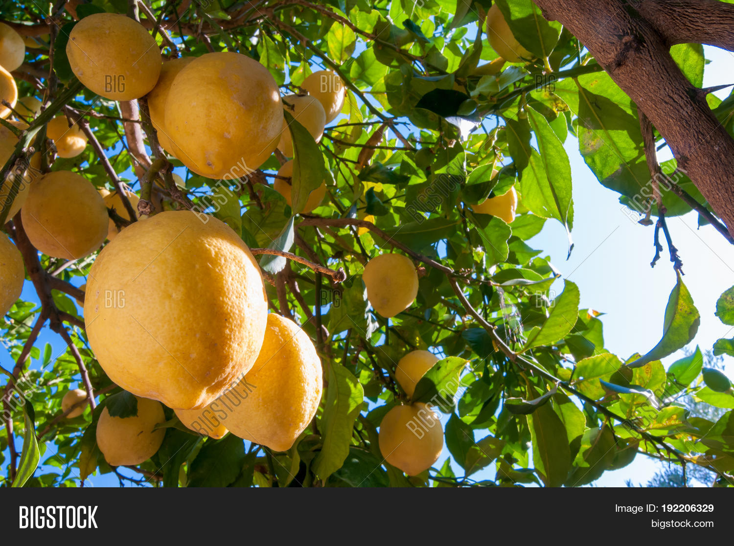 Lemons On Tree Image & Photo (Free Trial) | Bigstock