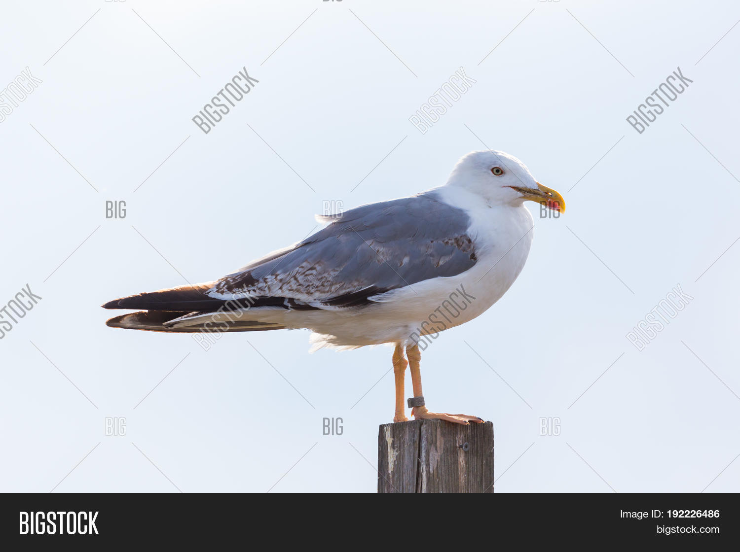 Ringed Gull (larus Image & Photo (Free Trial) | Bigstock
