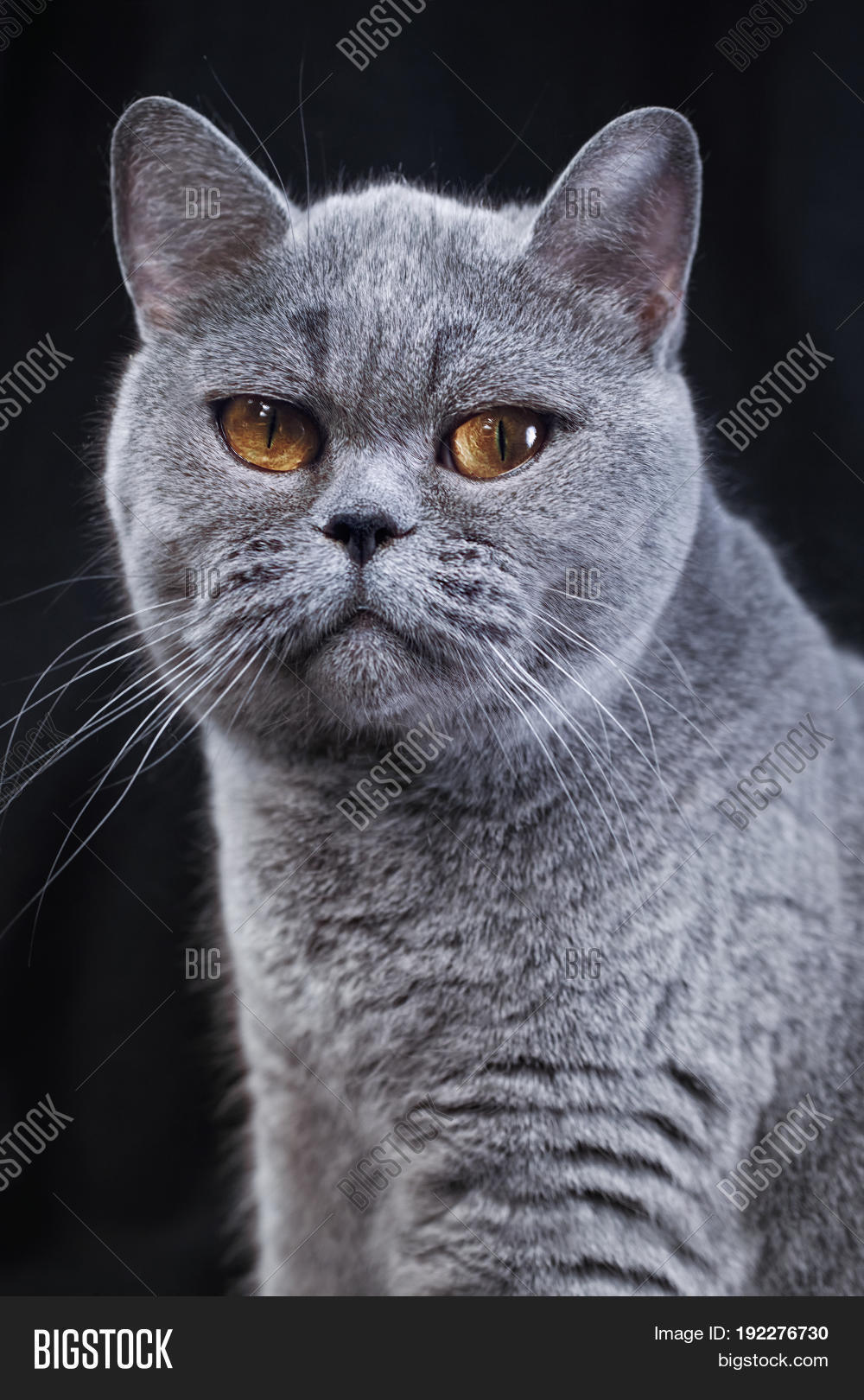 Portrait Gray British Image & Photo (Free Trial) | Bigstock