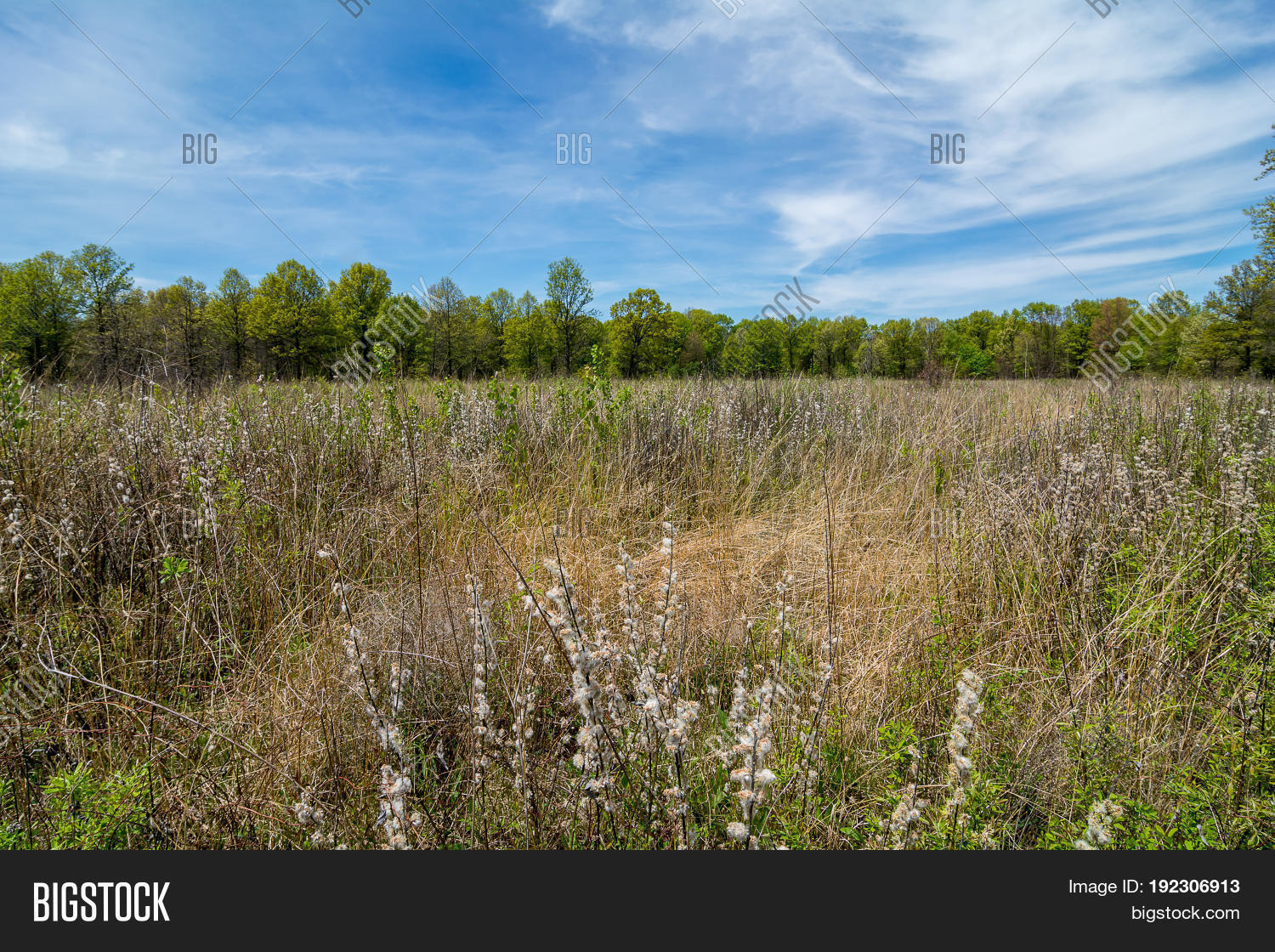 Rare Oak Savanna Image & Photo (Free Trial) | Bigstock