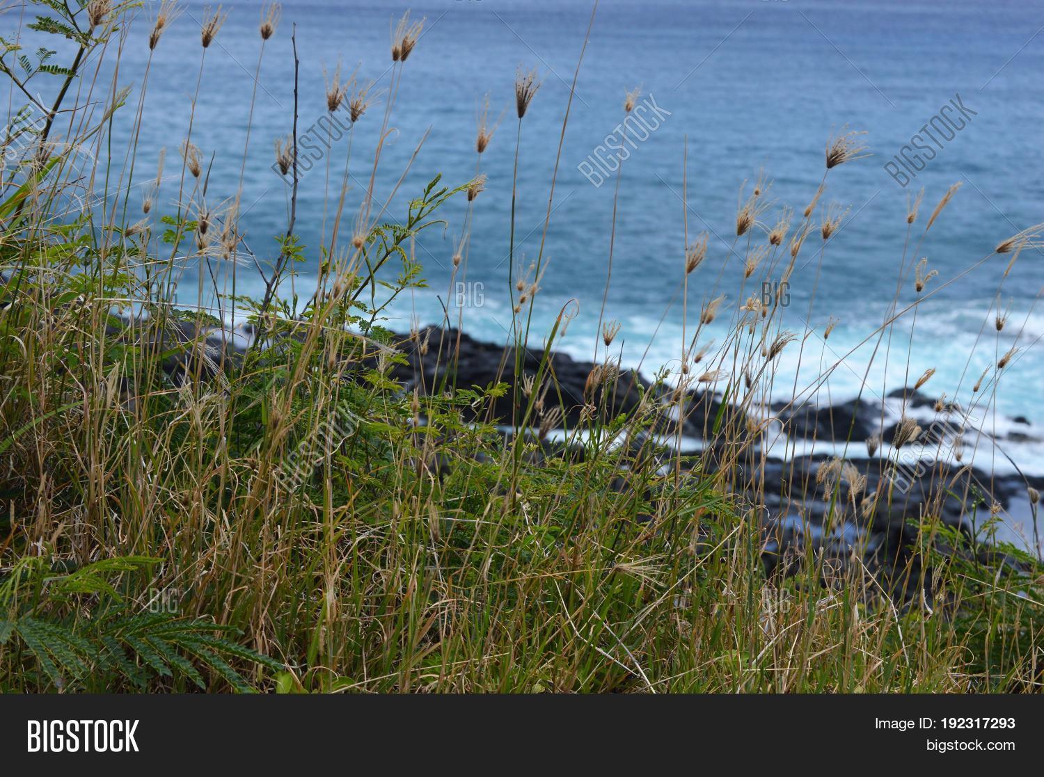 Hawaiian Pili Grass Image & Photo (Free Trial) | Bigstock
