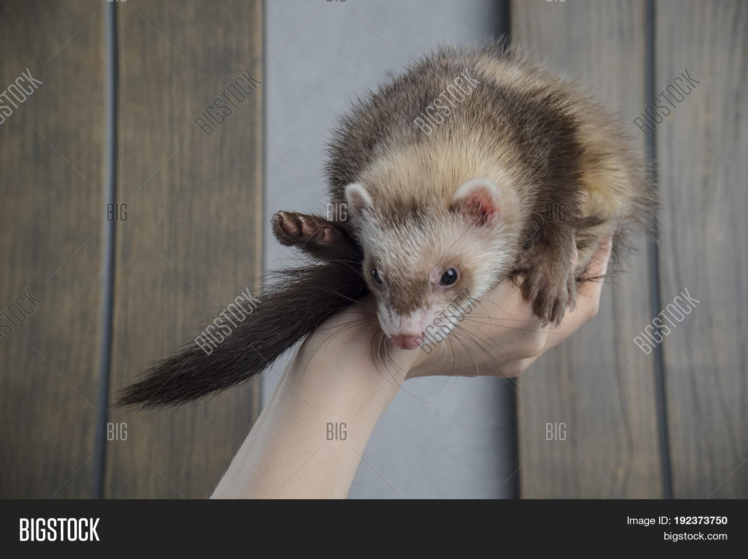Ferret Hands Man. Hand Image & Photo (Free Trial) | Bigstock