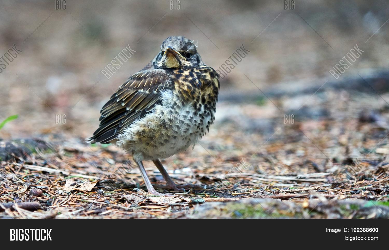 Bird Sitts On Ground Image & Photo (Free Trial) | Bigstock