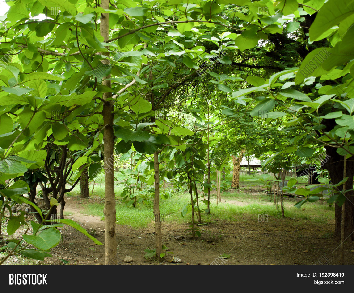 COLOR PHOTO BIG TREES Image & Photo (Free Trial) | Bigstock
