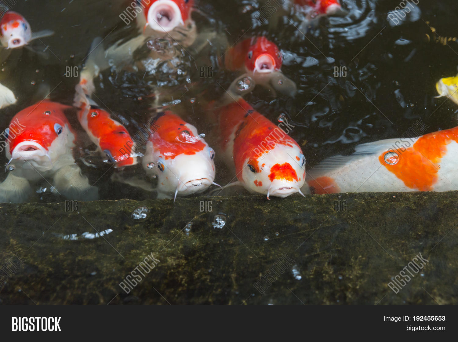 Koi Fish Fancy Carp Image & Photo (Free Trial) | Bigstock