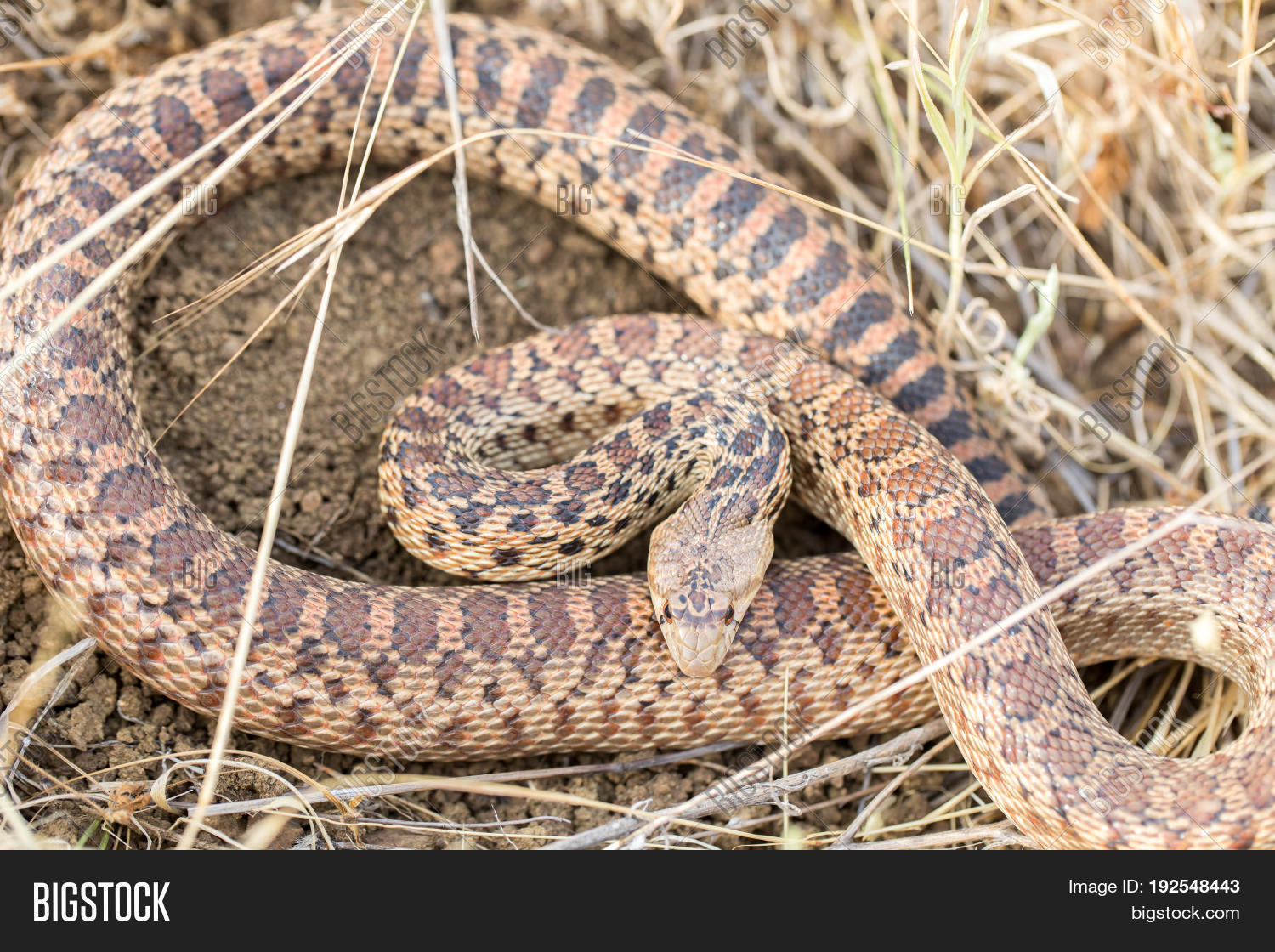 Pacific Gopher Snake ( Image & Photo (Free Trial) | Bigstock