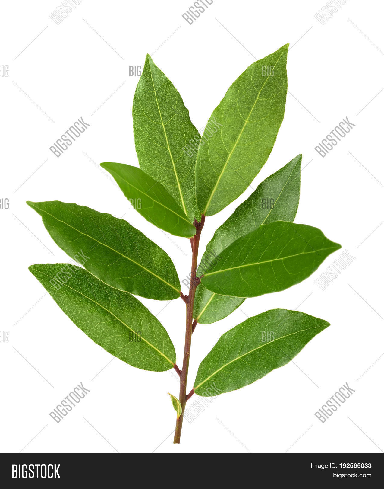 Laurel Branch Isolated Image & Photo (Free Trial) | Bigstock
