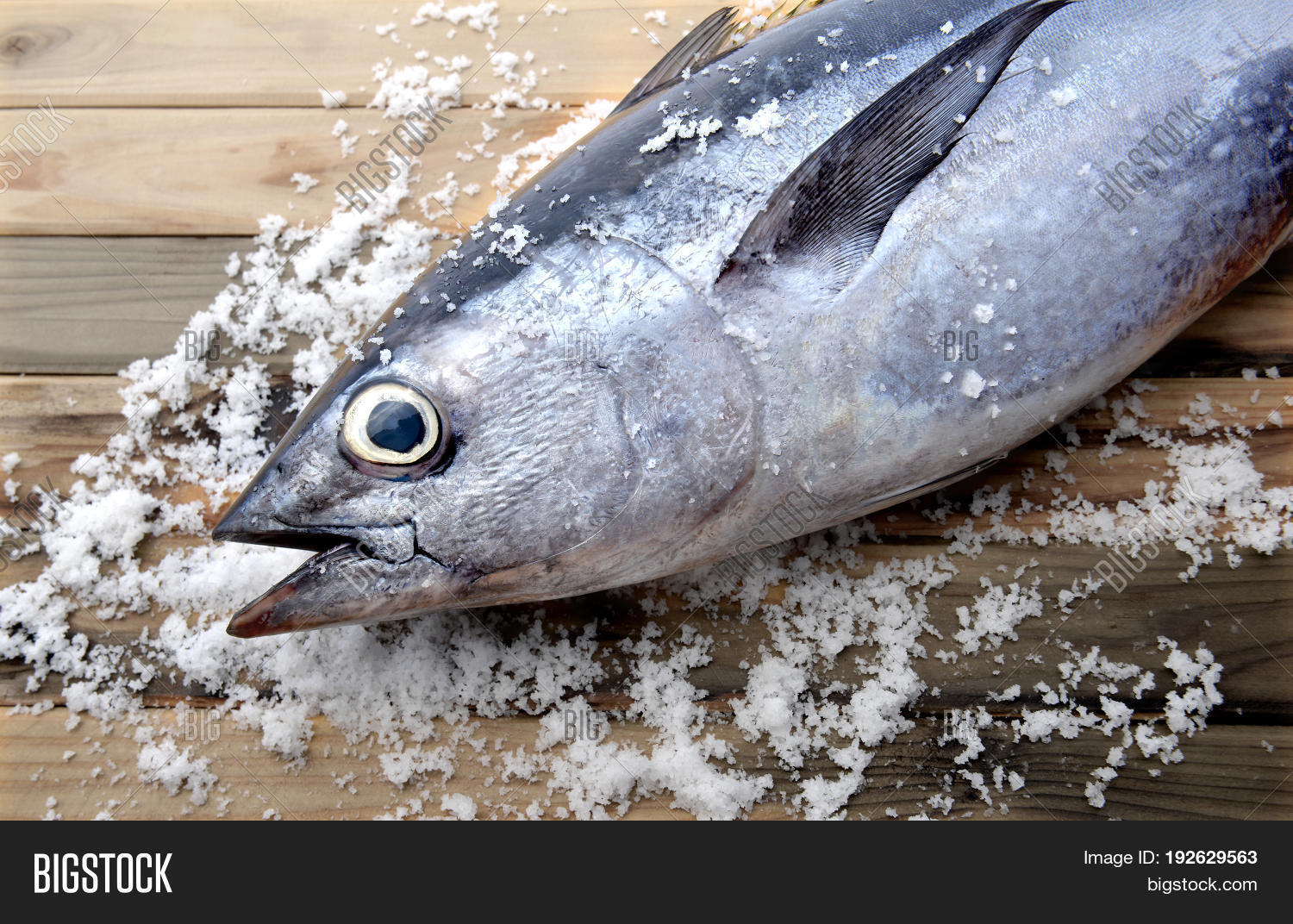Fresh Bluefin Tuna Image & Photo (Free Trial) | Bigstock