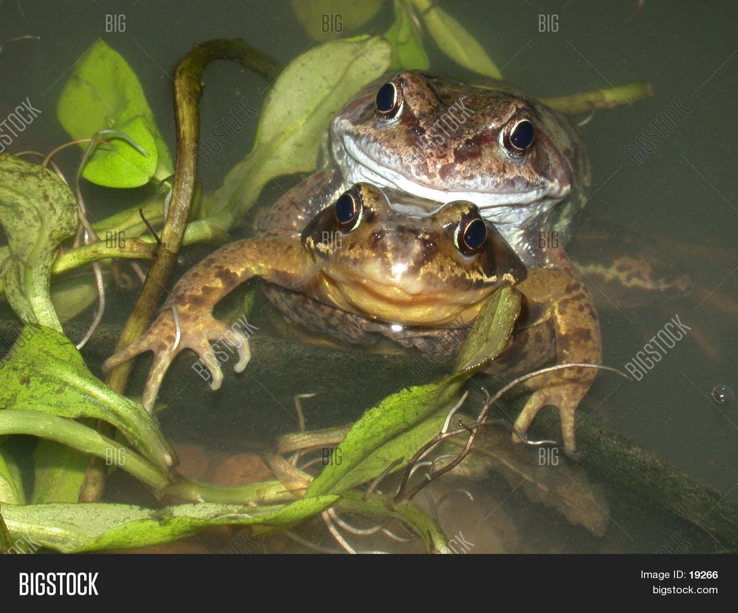 Common Frogs Amplexus Image & Photo (Free Trial) | Bigstock