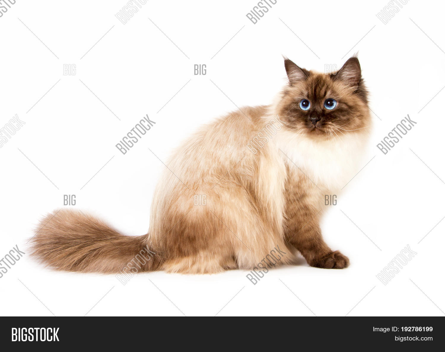 Young Siberian Neva Image & Photo (Free Trial) | Bigstock
