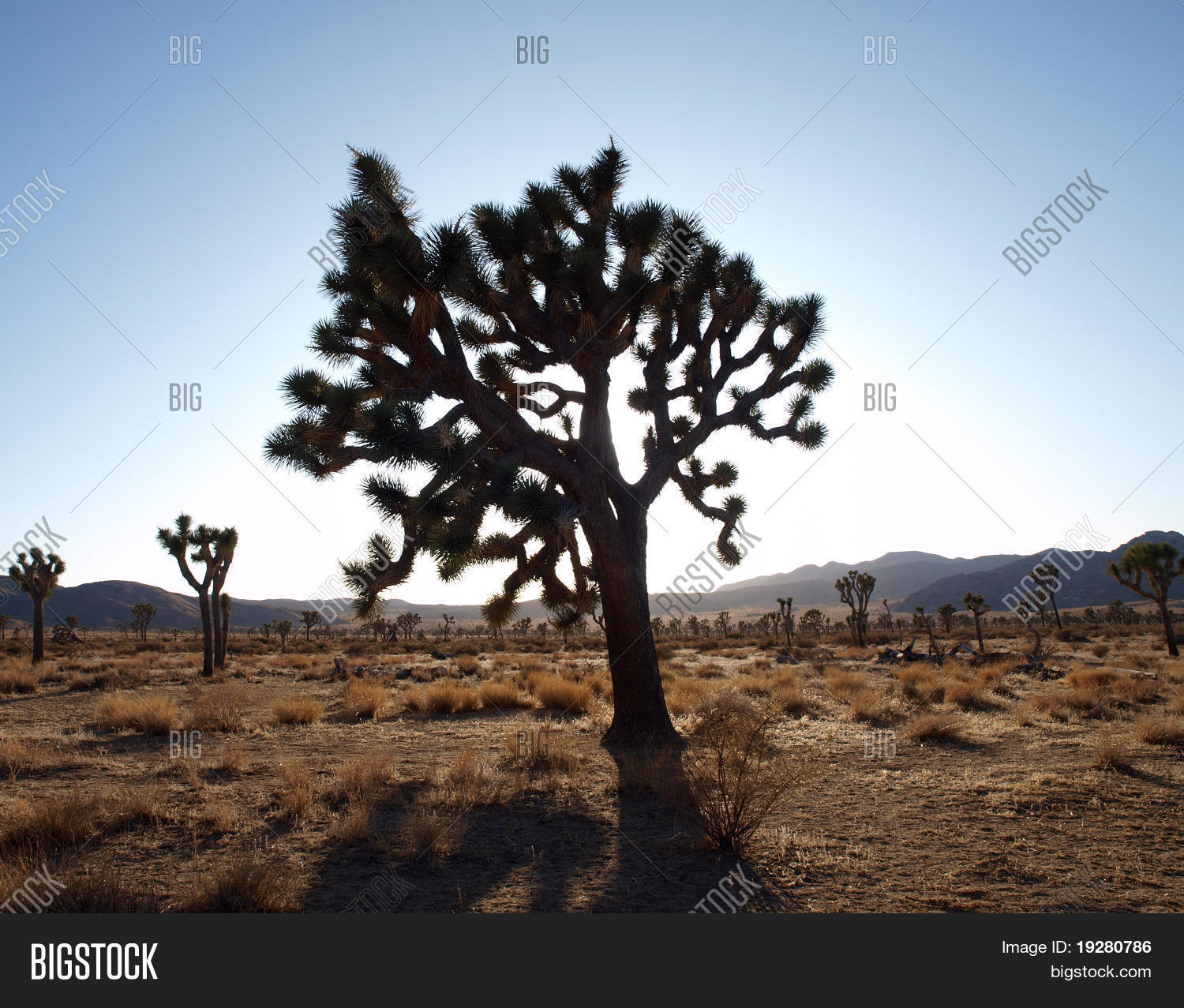 Joshua Tree Forest Image & Photo (Free Trial) | Bigstock