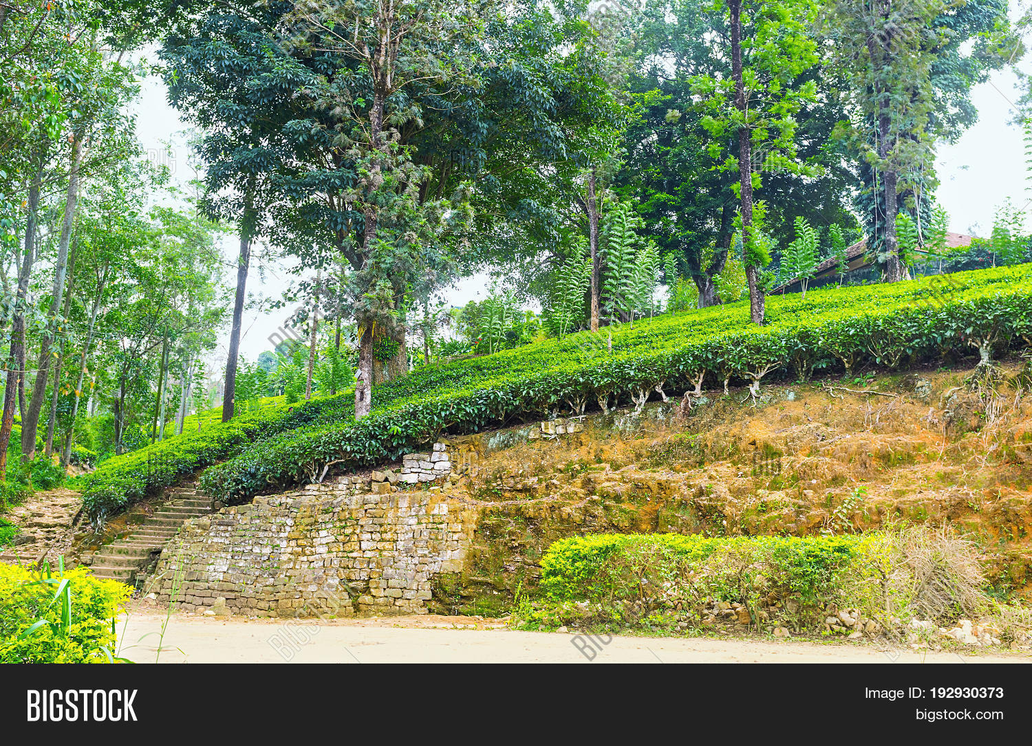 Steep Slope Tea Bushes Image & Photo (Free Trial) | Bigstock