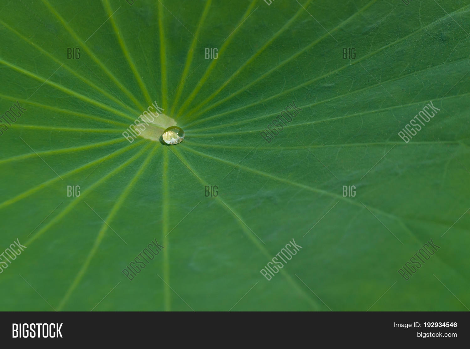 Clear Drop Water On Image & Photo (Free Trial) | Bigstock