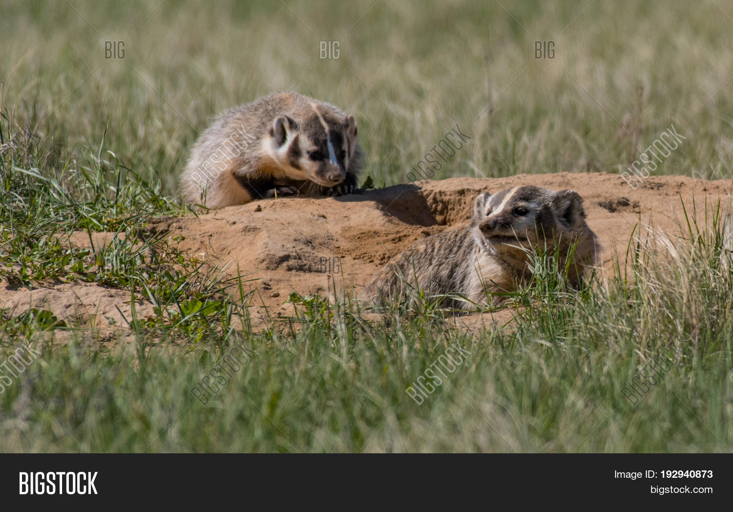 American Badger Cub Image & Photo (Free Trial) | Bigstock