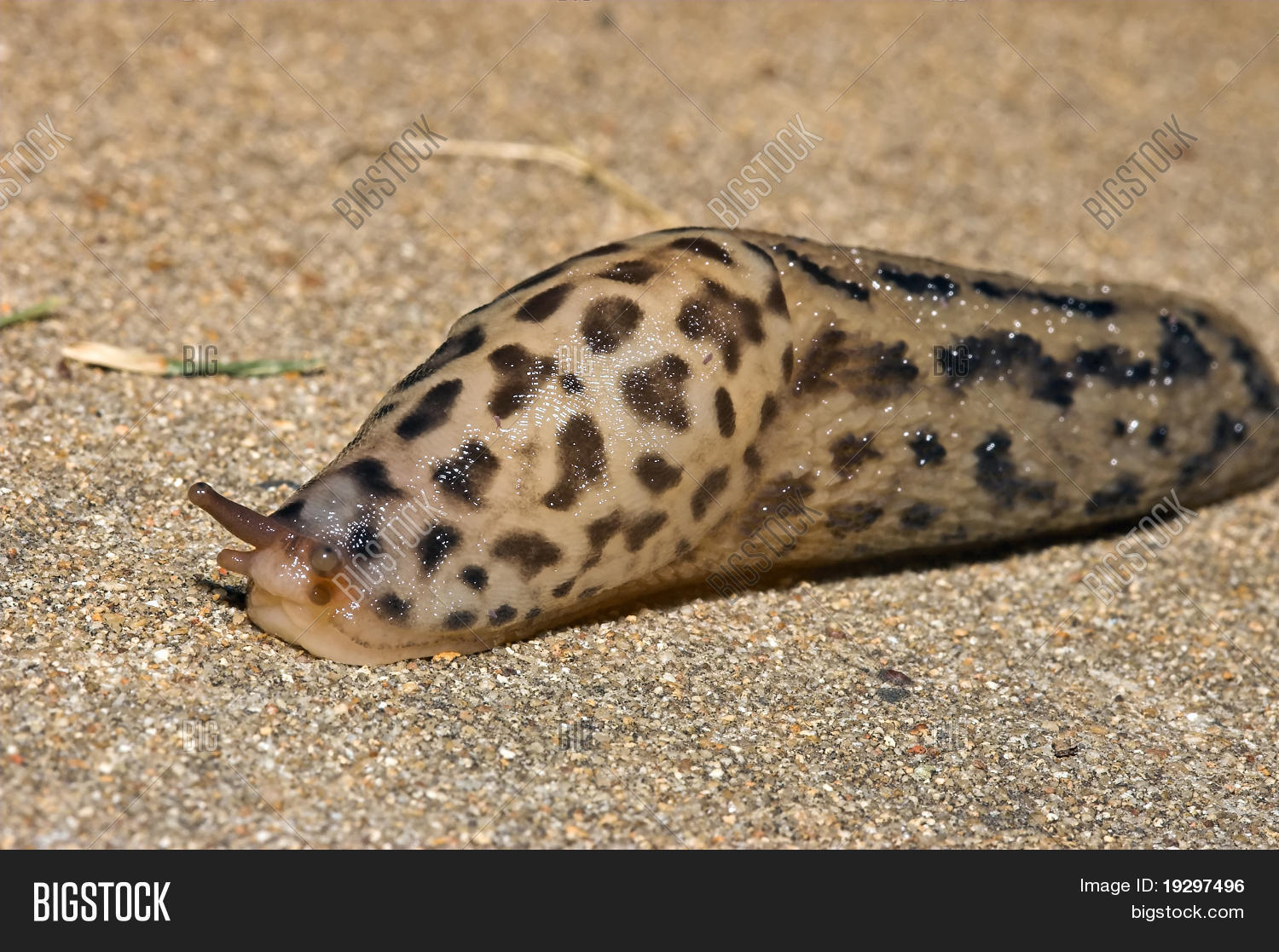 Grumpy Leopard Slug Image & Photo (Free Trial) | Bigstock