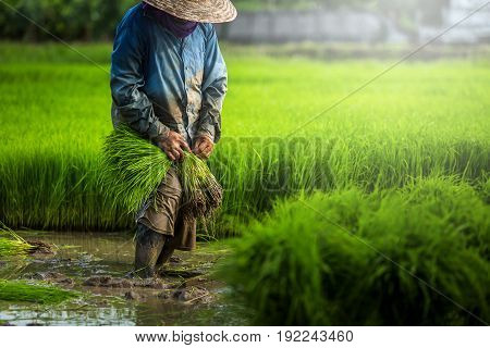 Farmers Grow Rice Image & Photo (Free Trial) | Bigstock