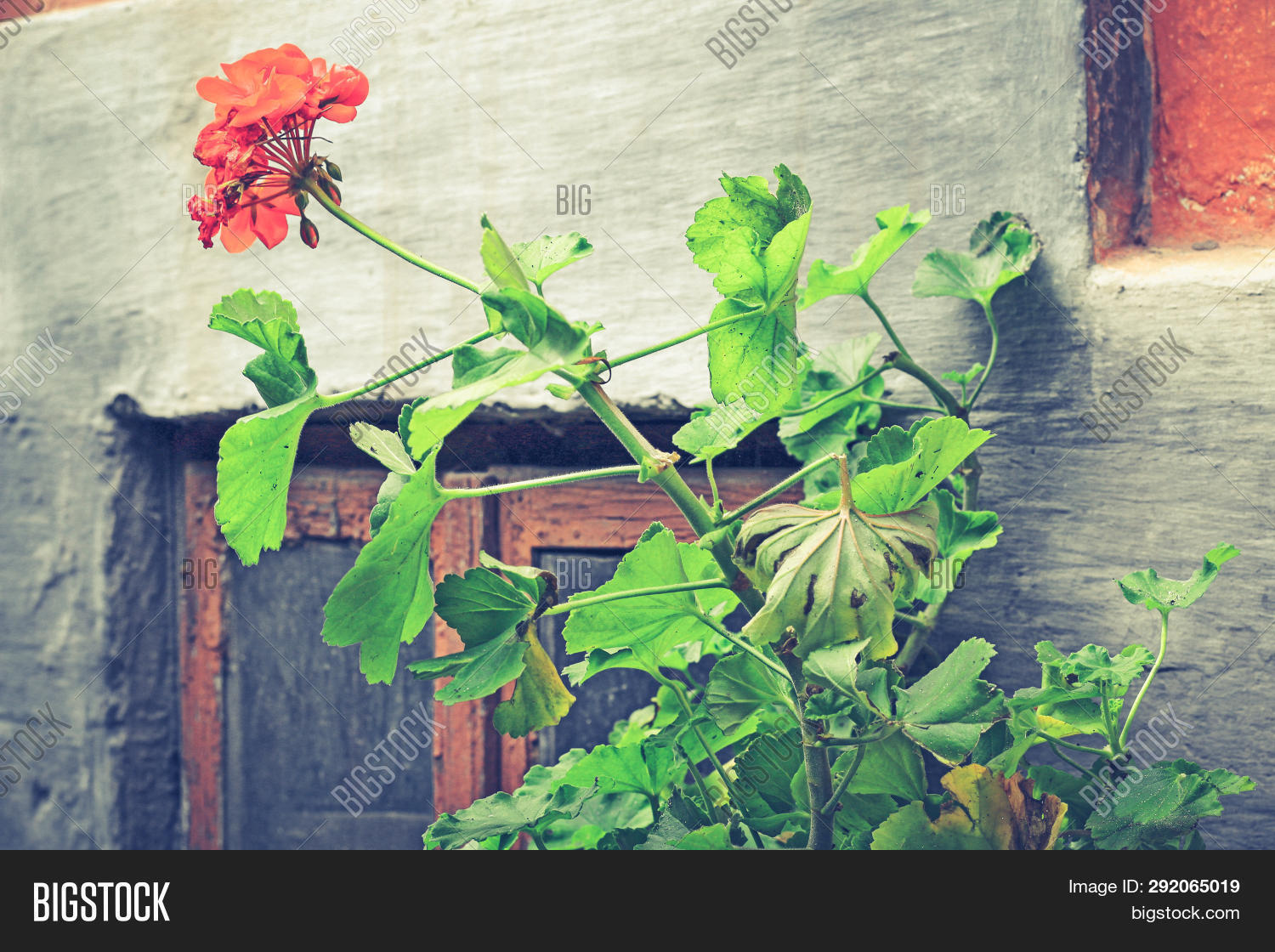 Old Window Flower Pots Image & Photo (Free Trial) | Bigstock