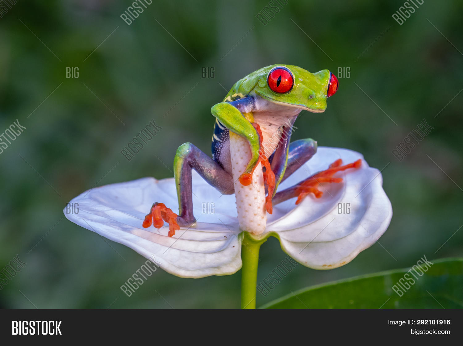 Tropical Rainforest Red Eyed Tree Frog