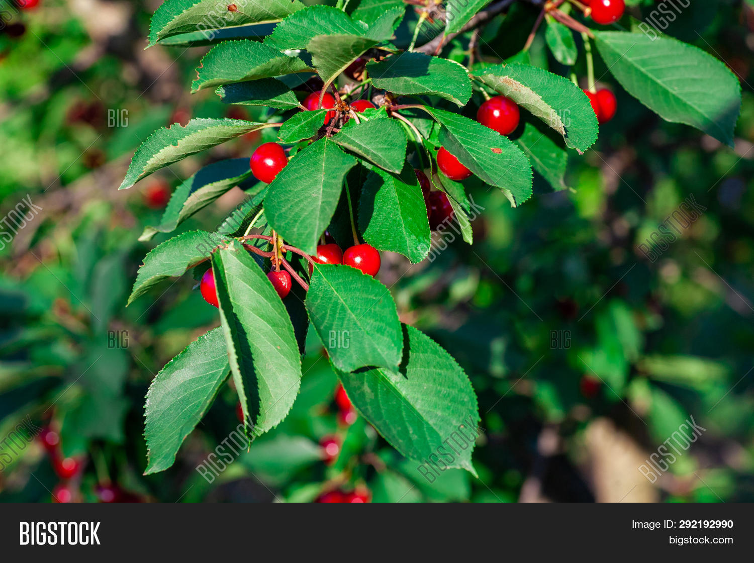 Ripe Cherry Fruit Image & Photo (Free Trial) | Bigstock