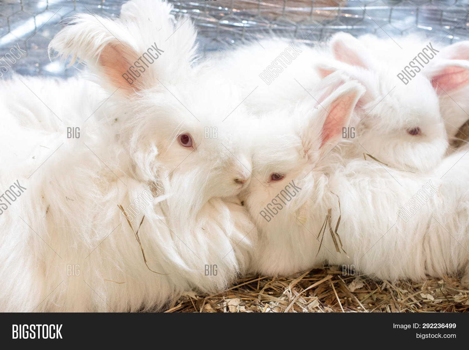 Three Funny Fluffy Image & Photo (Free Trial) | Bigstock