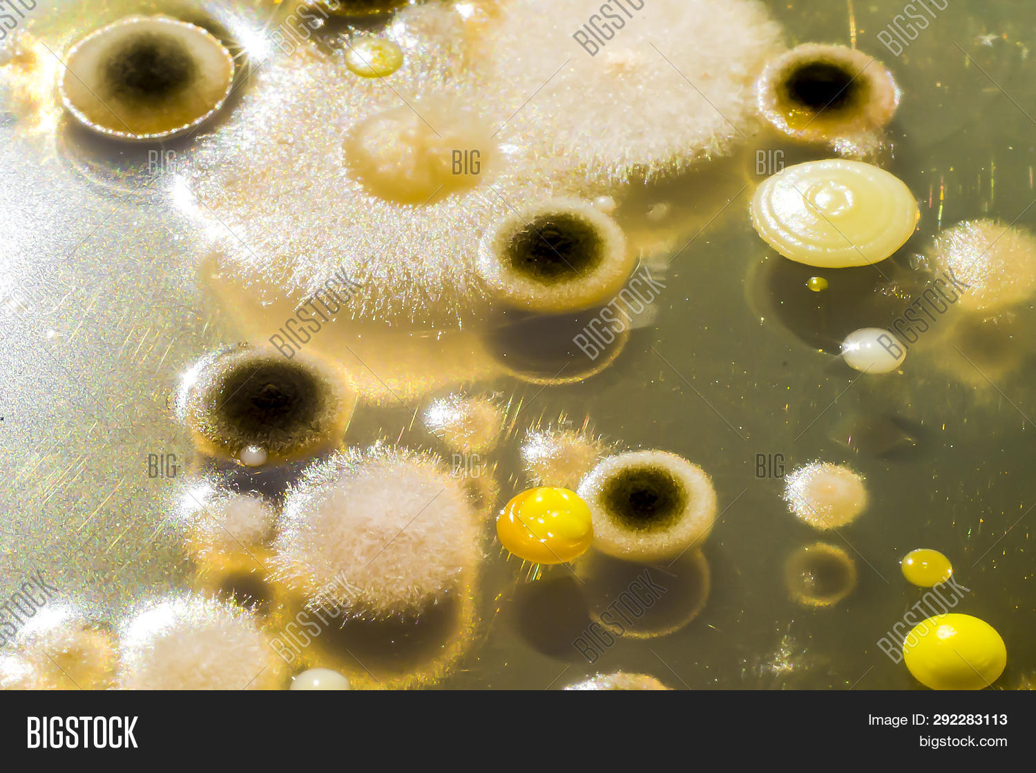 Colonies Different Image & Photo (Free Trial) | Bigstock