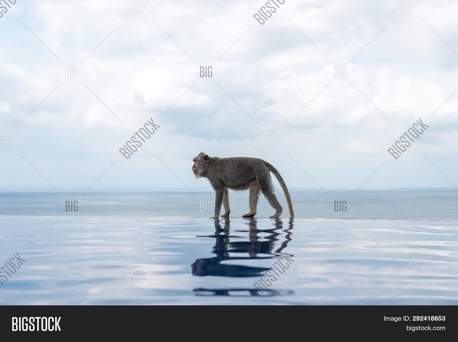Backlit Vervet Monkey Image & Photo (Free Trial) | Bigstock