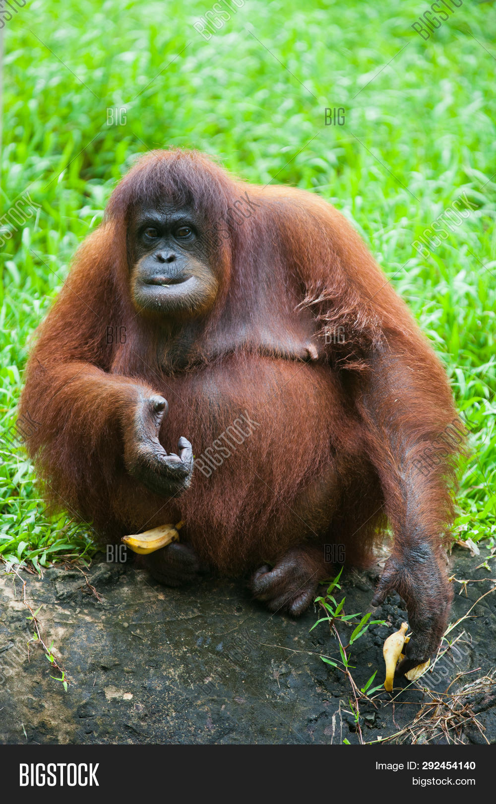 Fat Orangutan Face