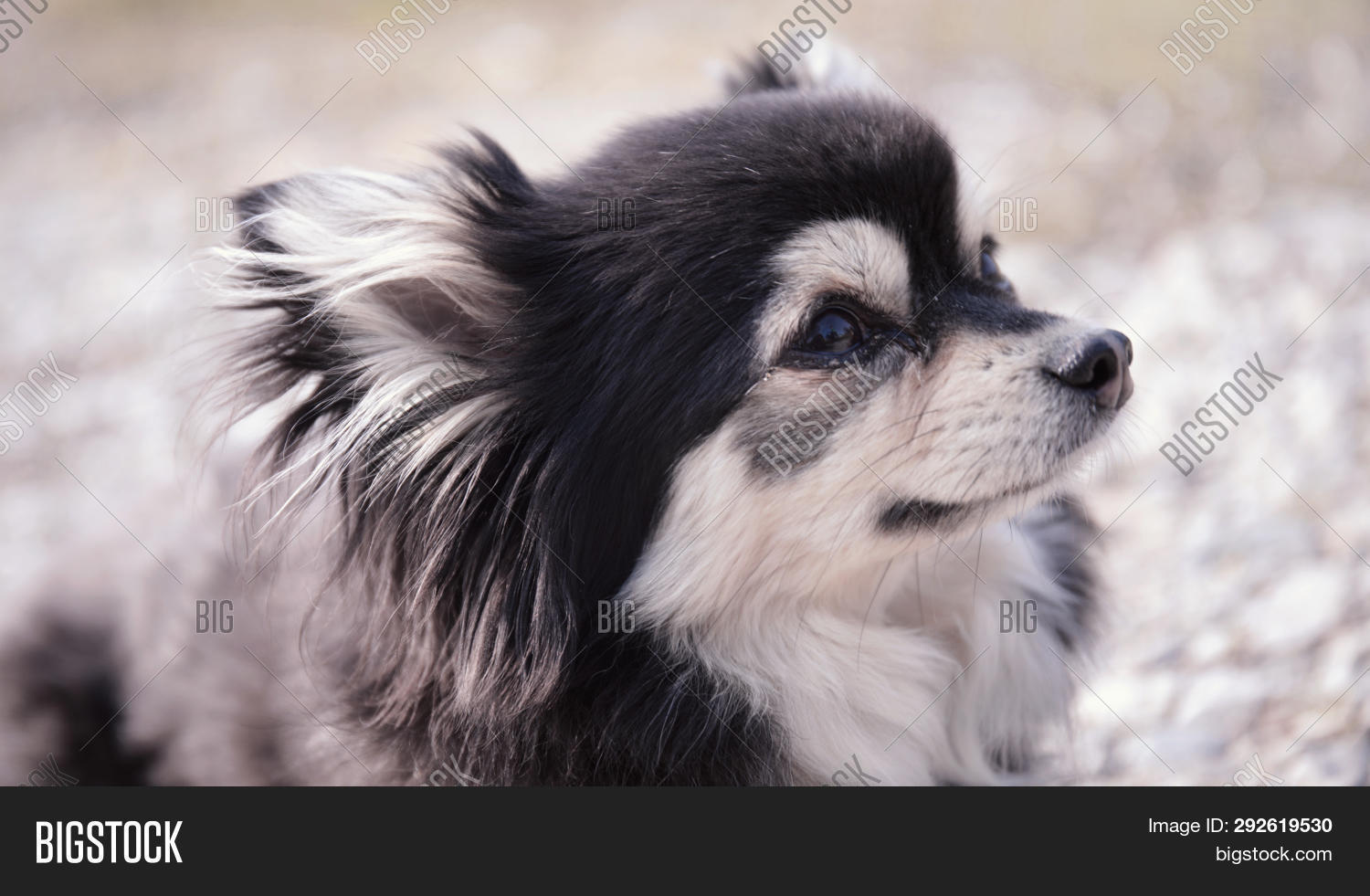 Sweet Chihuahua Laying Image & Photo (Free Trial) | Bigstock