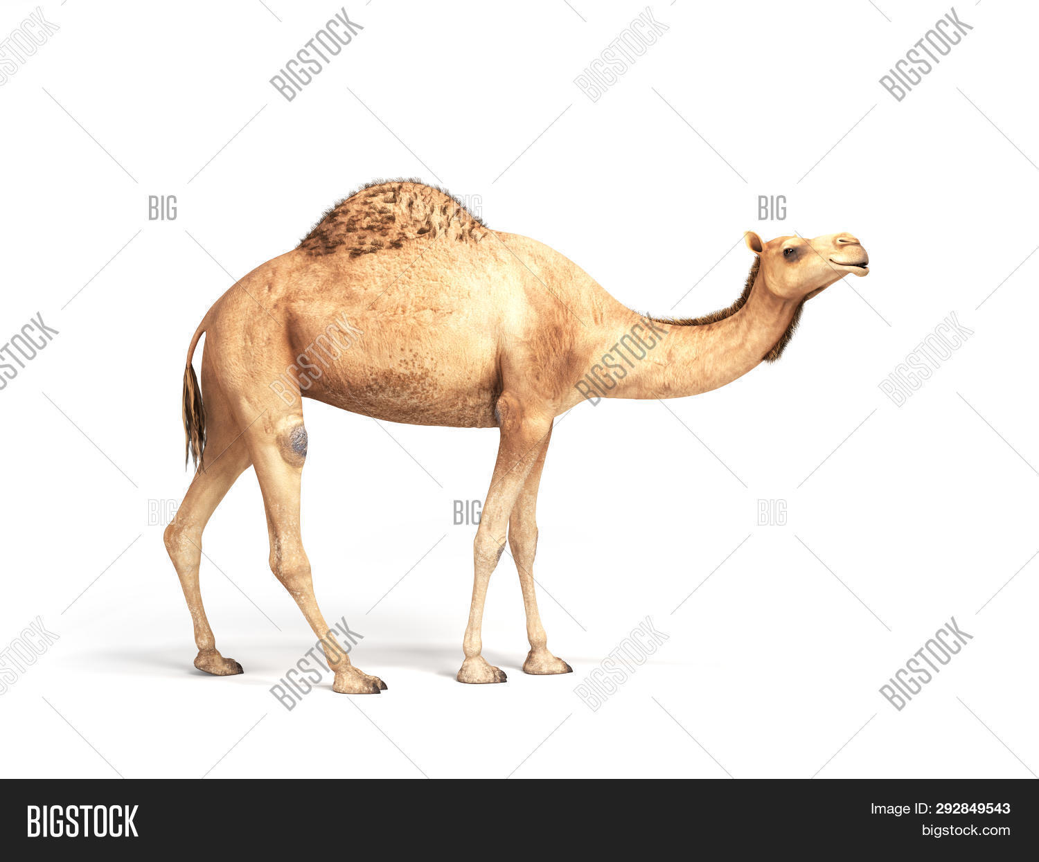 Camel Stands On White Image & Photo (Free Trial) | Bigstock