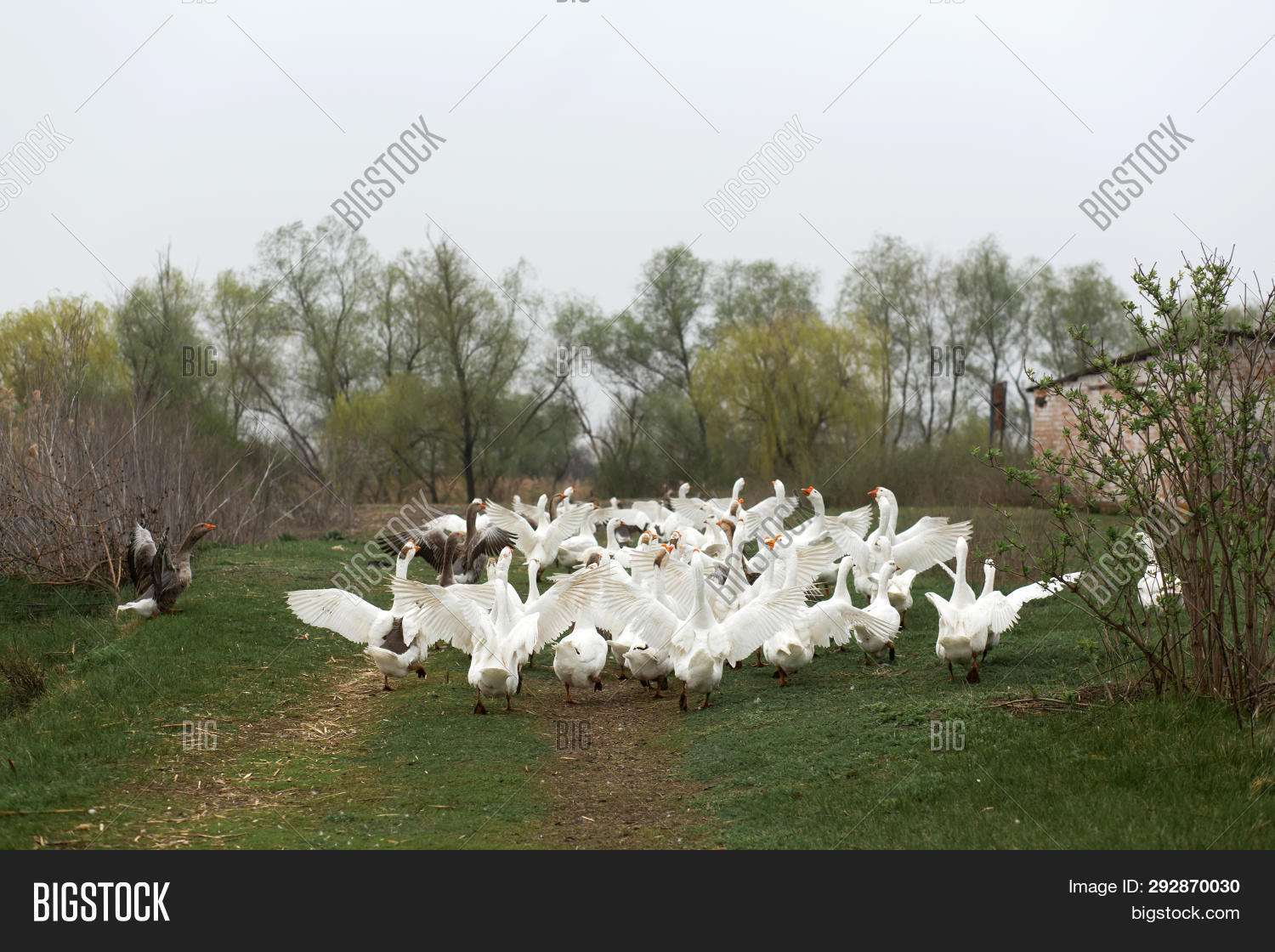 Flock White Geese Run Image & Photo (Free Trial) | Bigstock