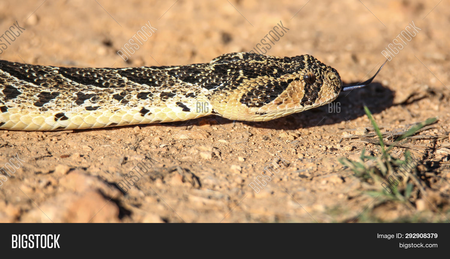 Portrait Venomous Puff Image & Photo (Free Trial) | Bigstock