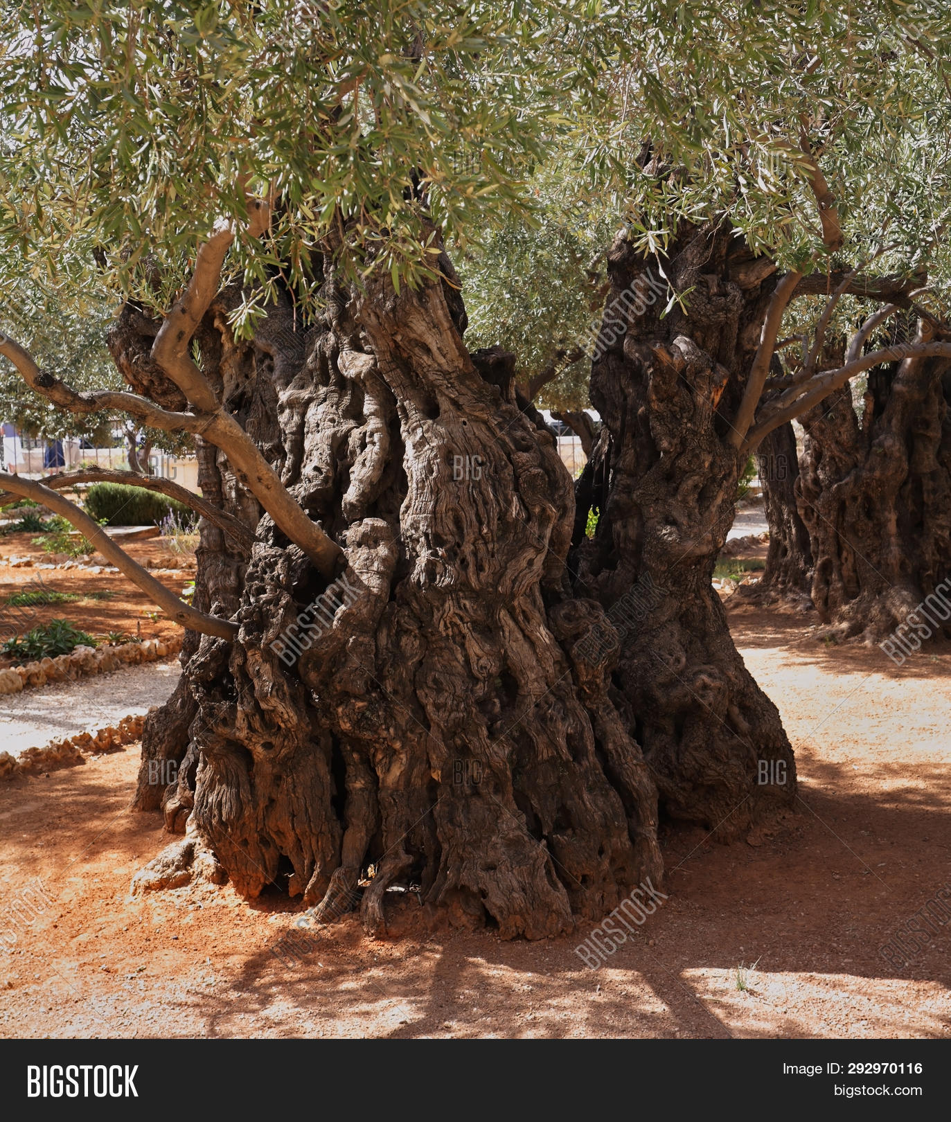 One Eight Very Ancient Image & Photo (Free Trial) | Bigstock