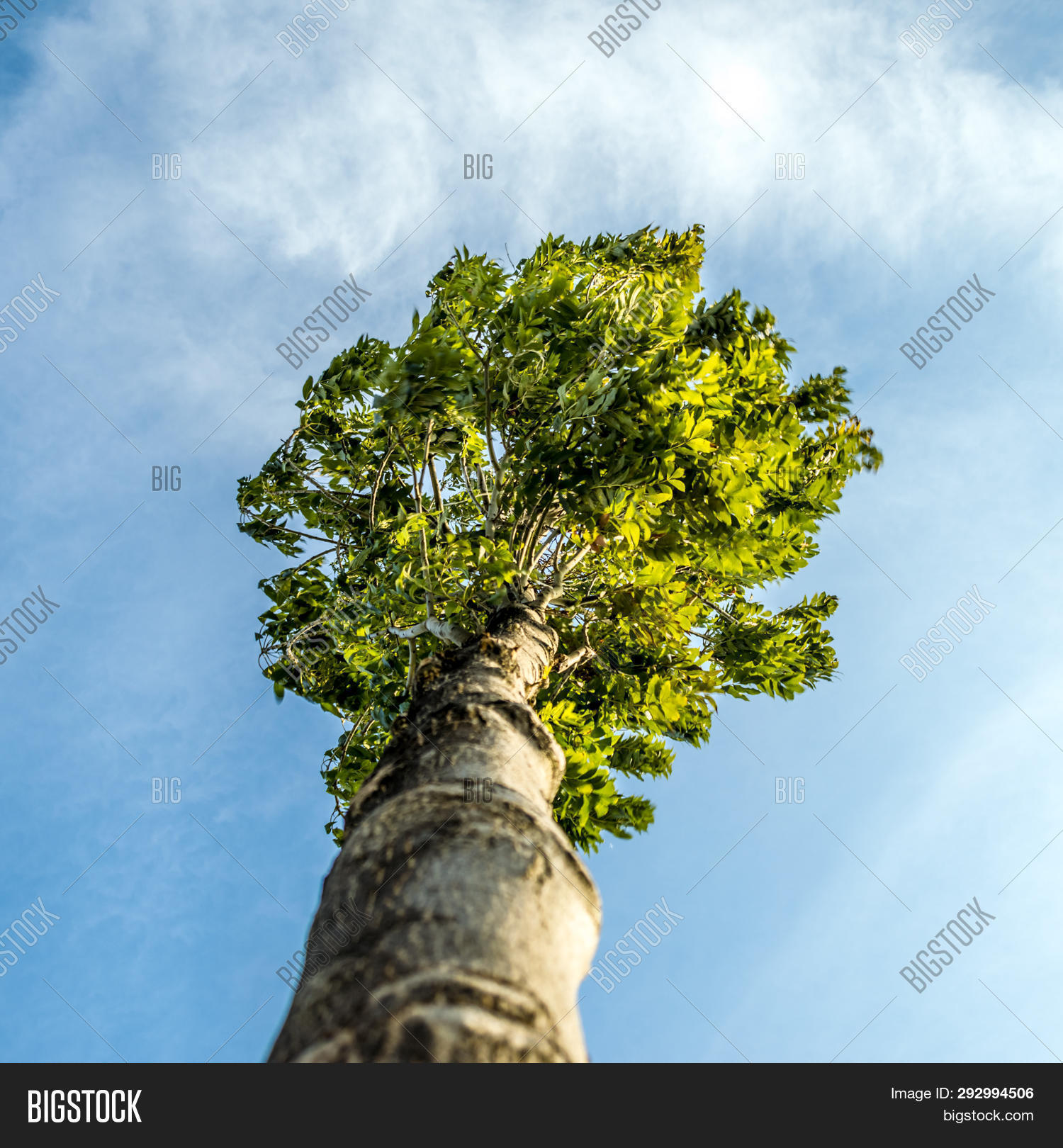 Low Angle Photography Tree