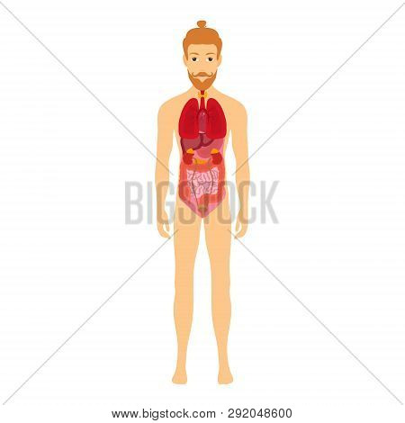 Human Male Body Vector & Photo (Free Trial) | Bigstock