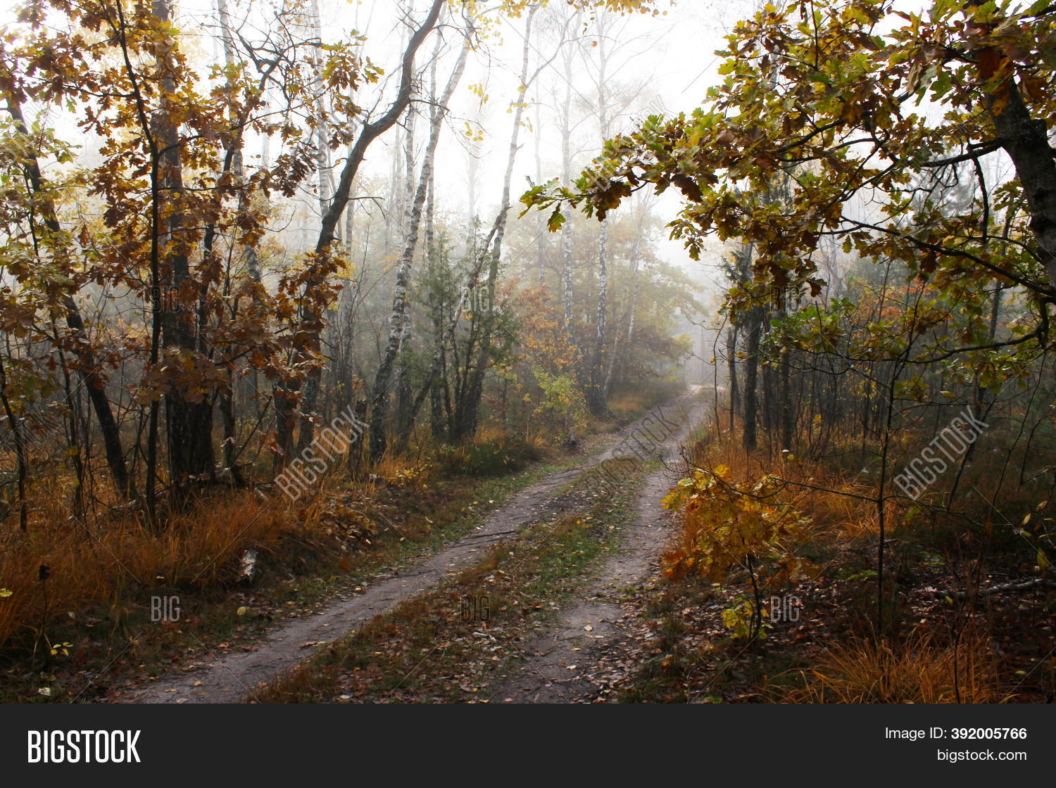 Beautiful Forest On Image & Photo (Free Trial) | Bigstock