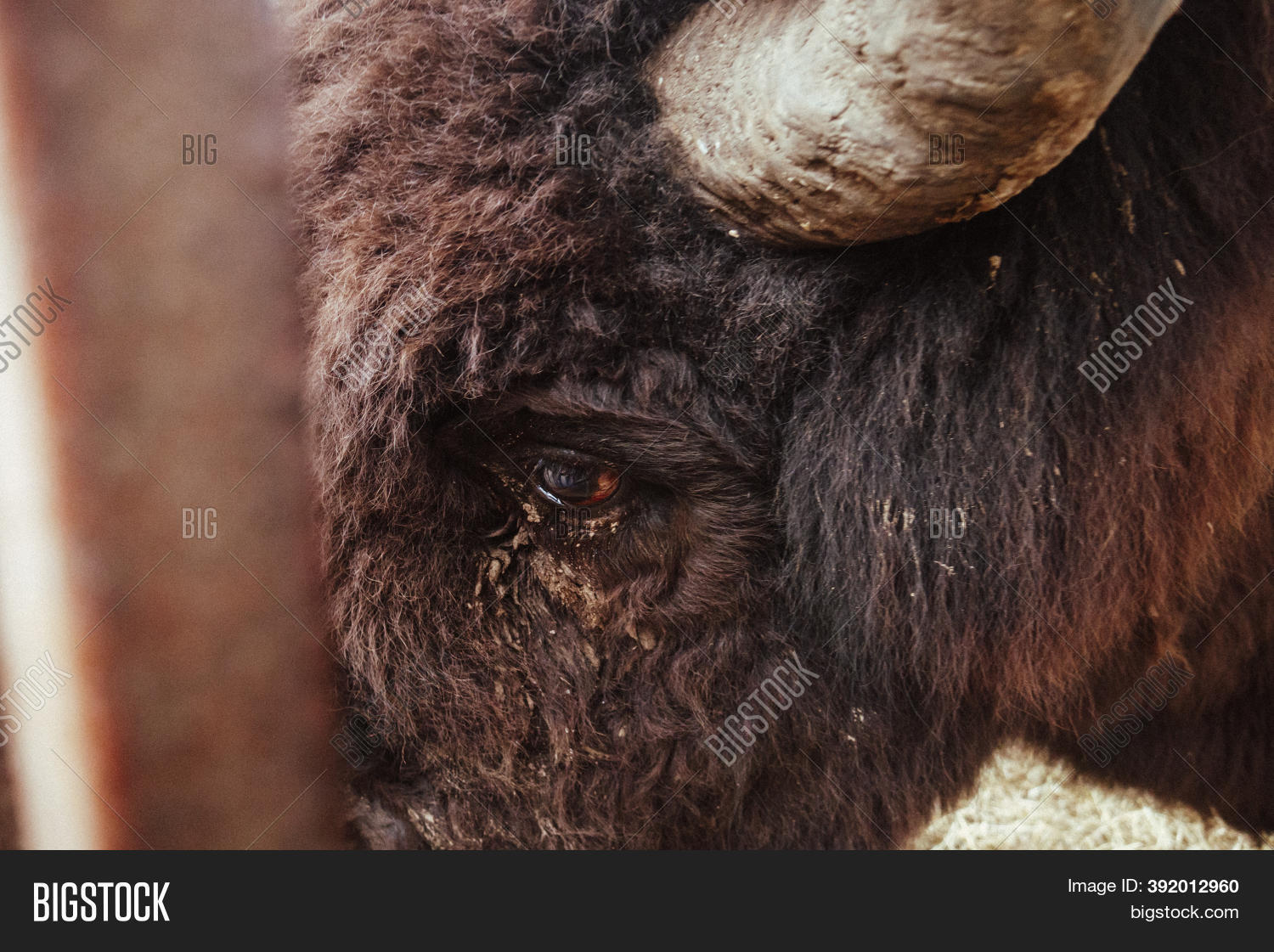 Eye Bison Close. Eyes Image & Photo (Free Trial) | Bigstock