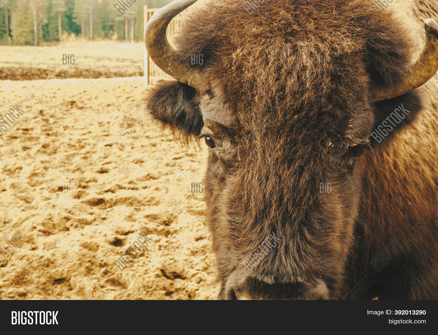 Head Bison Close Range Image & Photo (Free Trial) | Bigstock