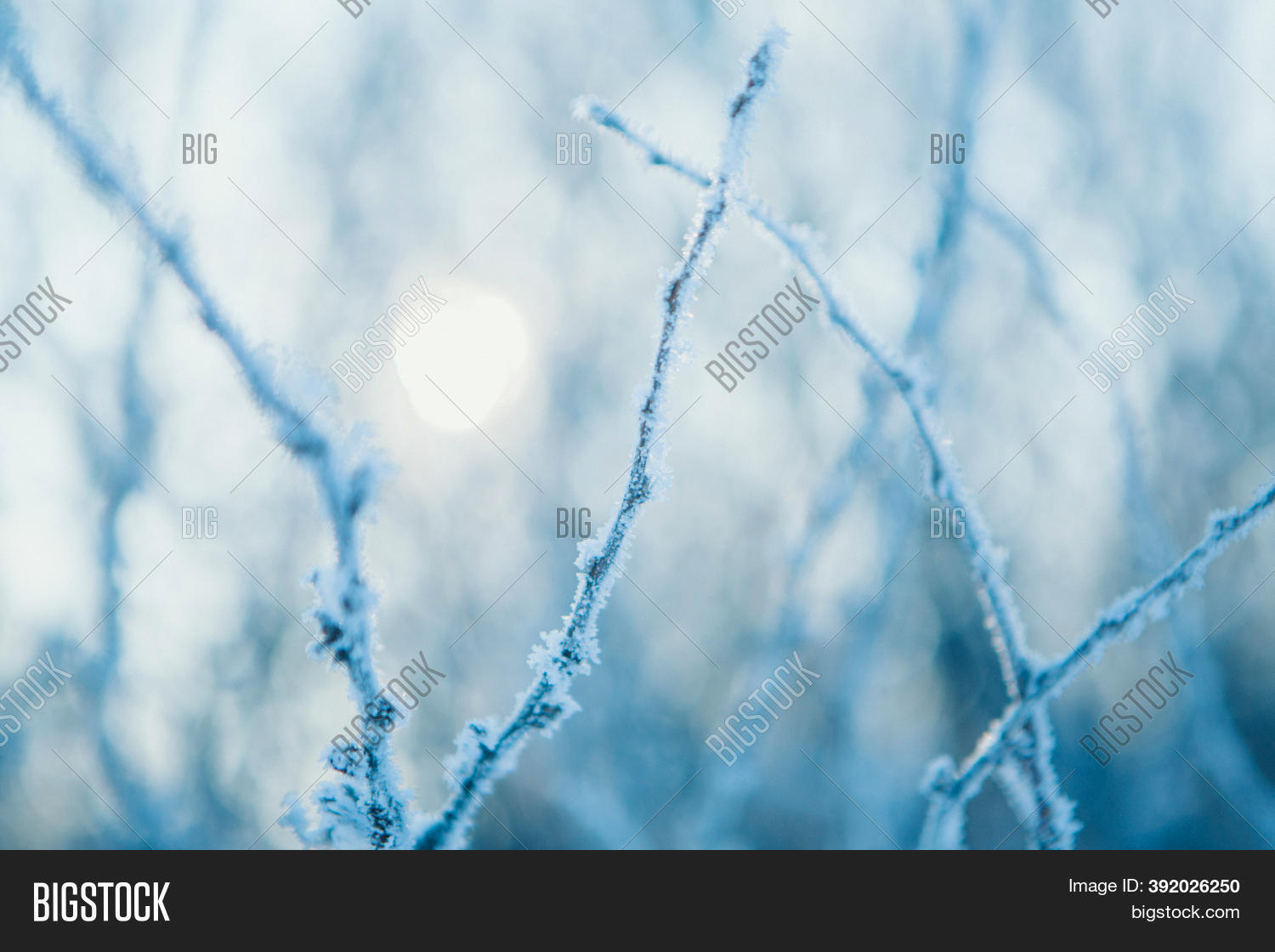 Frozen Tree Branch Image & Photo (Free Trial) | Bigstock
