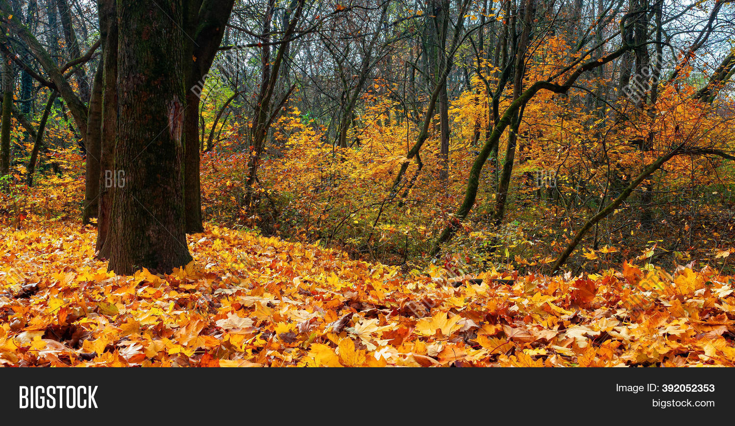 Sunny Autumn Scenery Image & Photo (Free Trial) | Bigstock