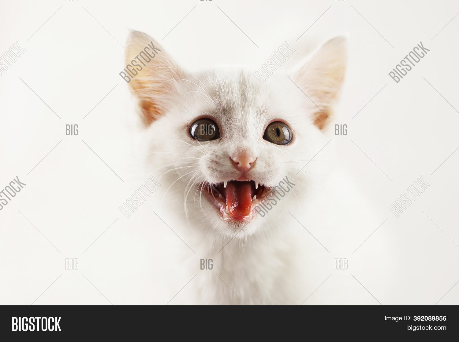Angry Hungry White Image & Photo (Free Trial) | Bigstock