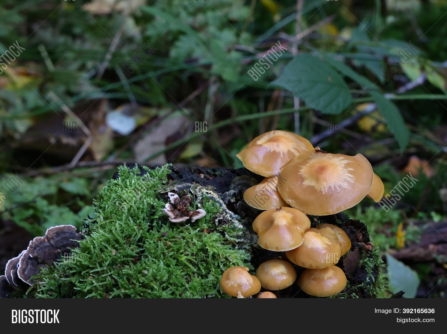 Autumn Mushrooms Grow Image & Photo (Free Trial) | Bigstock