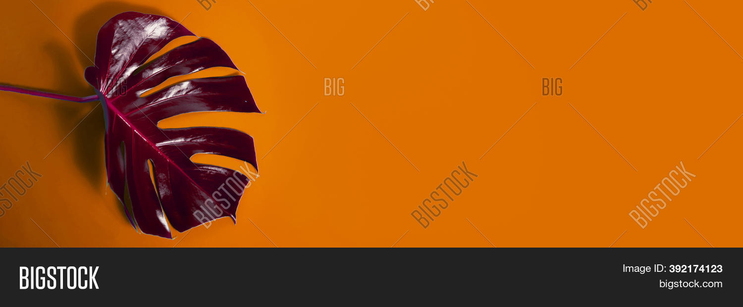 Red Monstera Leaf On Image & Photo (Free Trial) | Bigstock