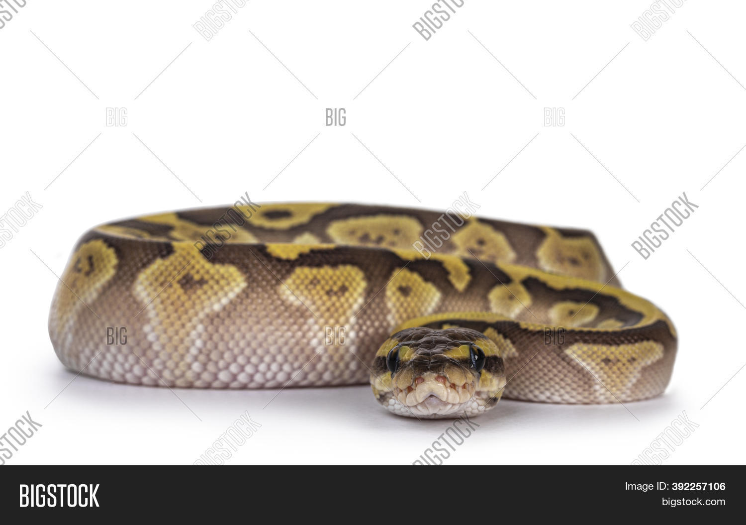 Baby Female Lesser Image & Photo (Free Trial) | Bigstock