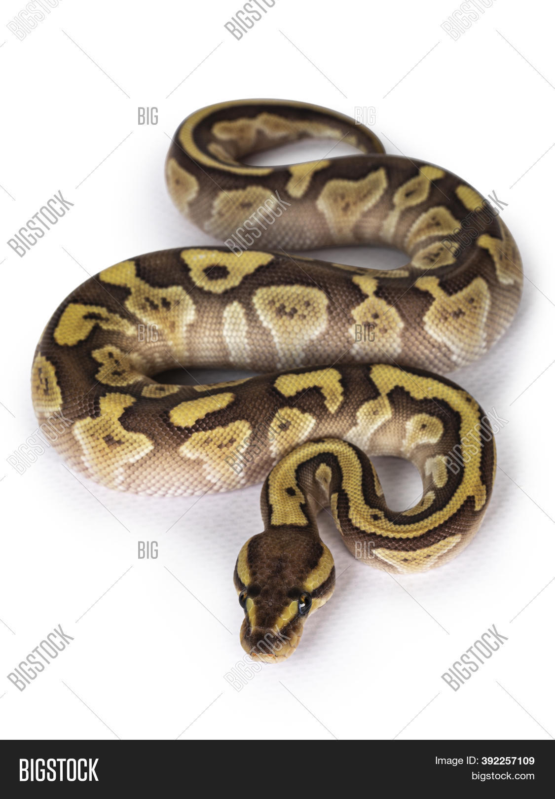 Baby Female Lesser Image & Photo (Free Trial) | Bigstock